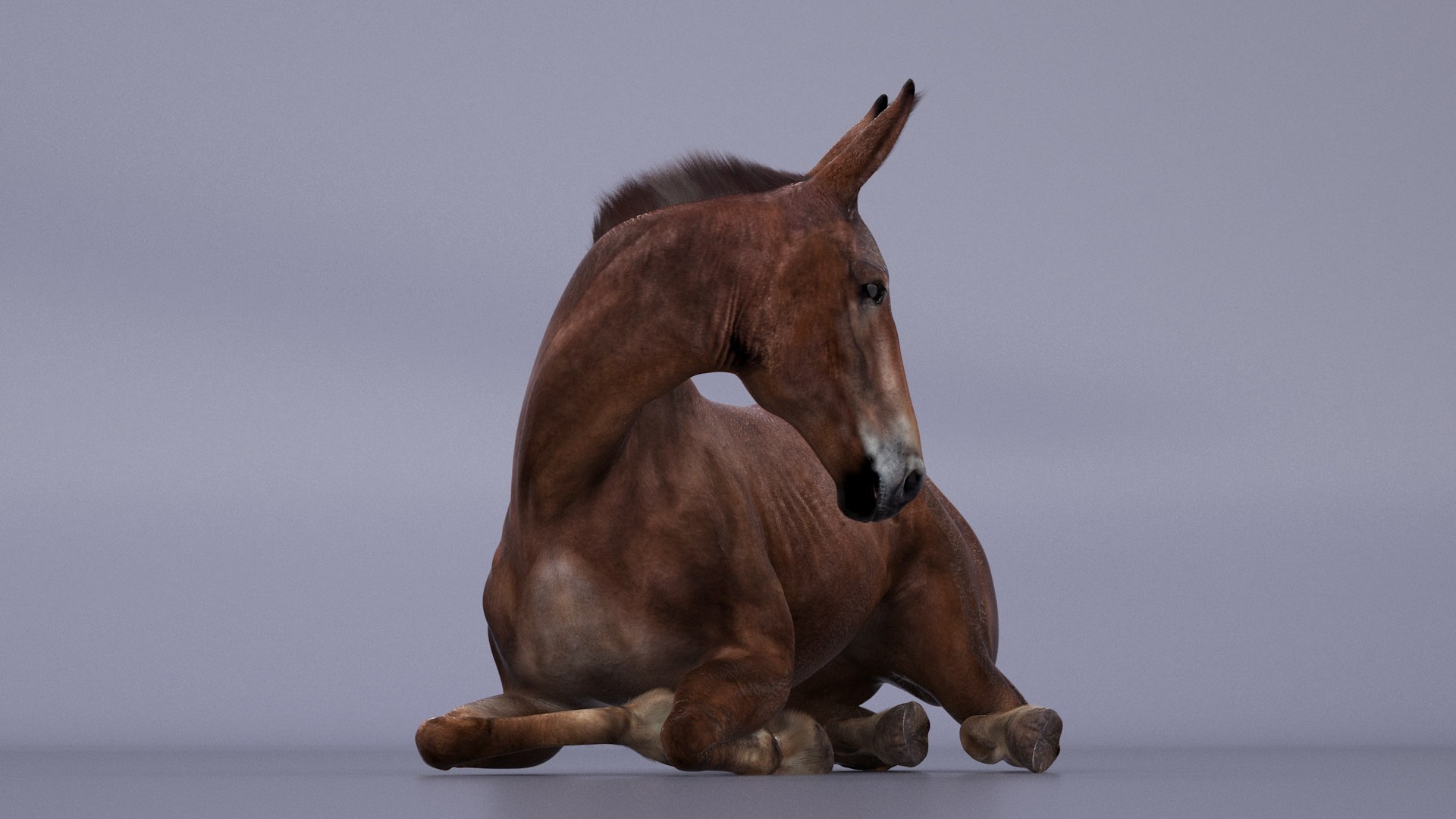 Lying Mule Dark Fur 3D Model - TurboSquid 2280758