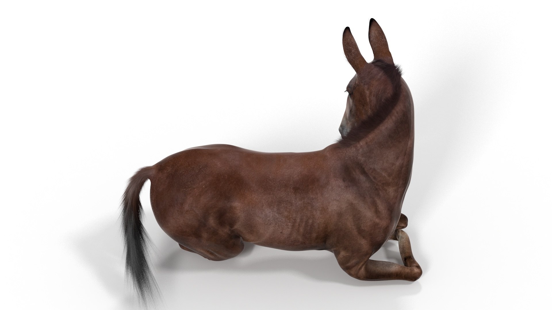 Lying Mule Dark Fur 3D Model - TurboSquid 2280758