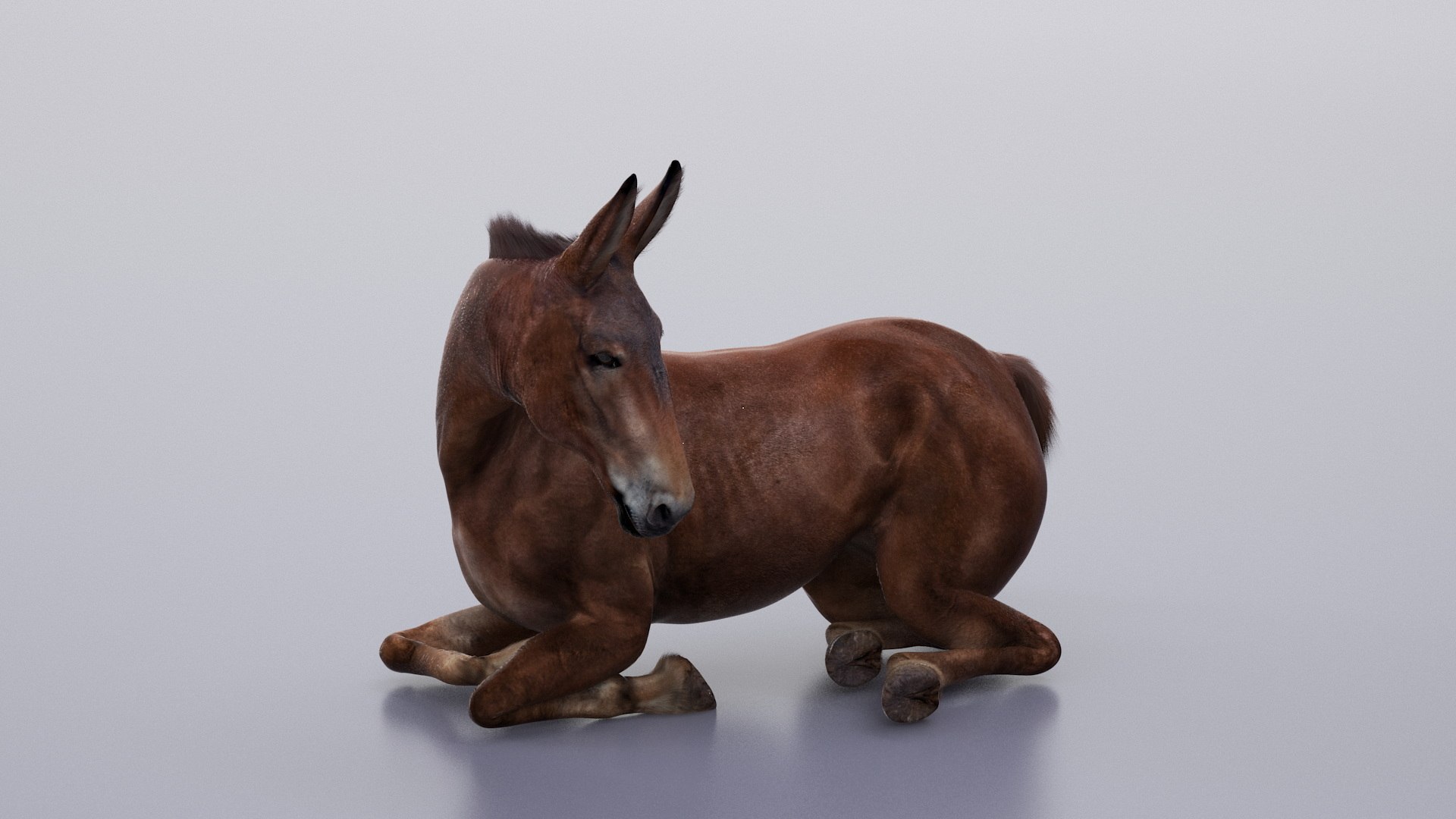 Lying Mule Dark Fur 3D Model - TurboSquid 2280758