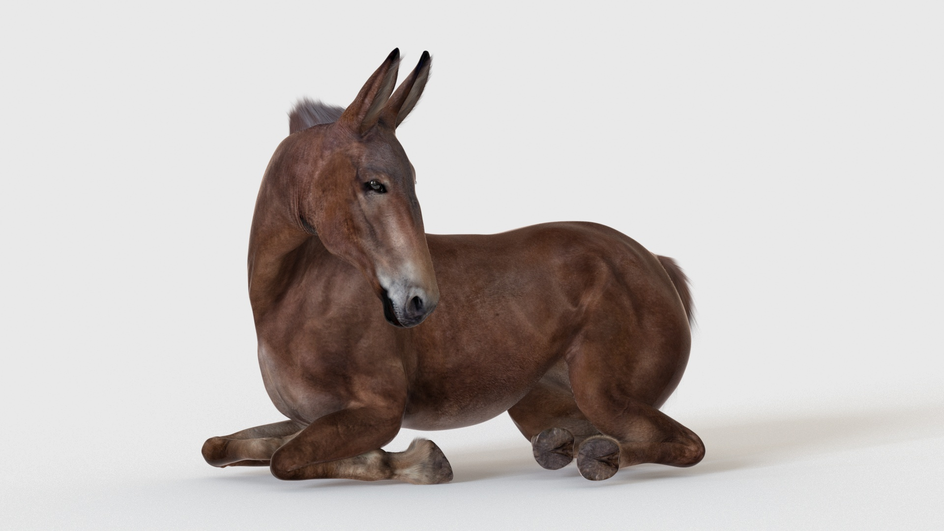 Lying Mule Dark Fur 3D Model - TurboSquid 2280758