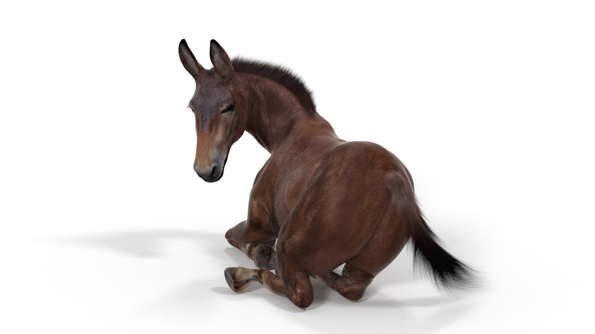 Lying Mule Dark Fur 3D Model - TurboSquid 2280758