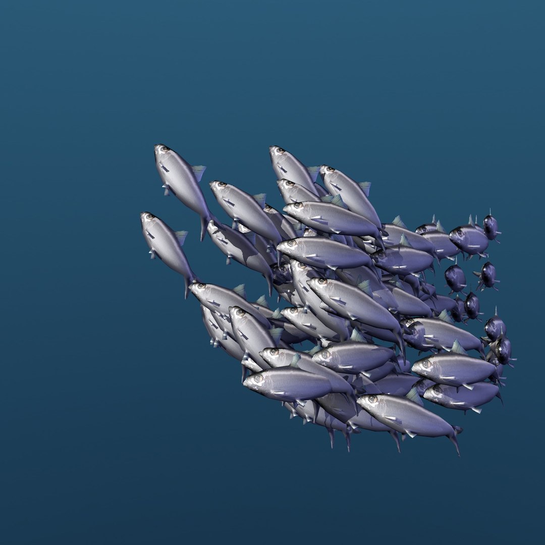 3D school sardine swimming fishes - TurboSquid 1411424