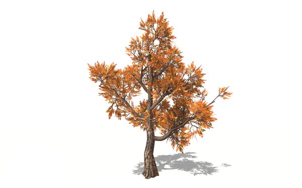 3D model maple tree - TurboSquid 1517346