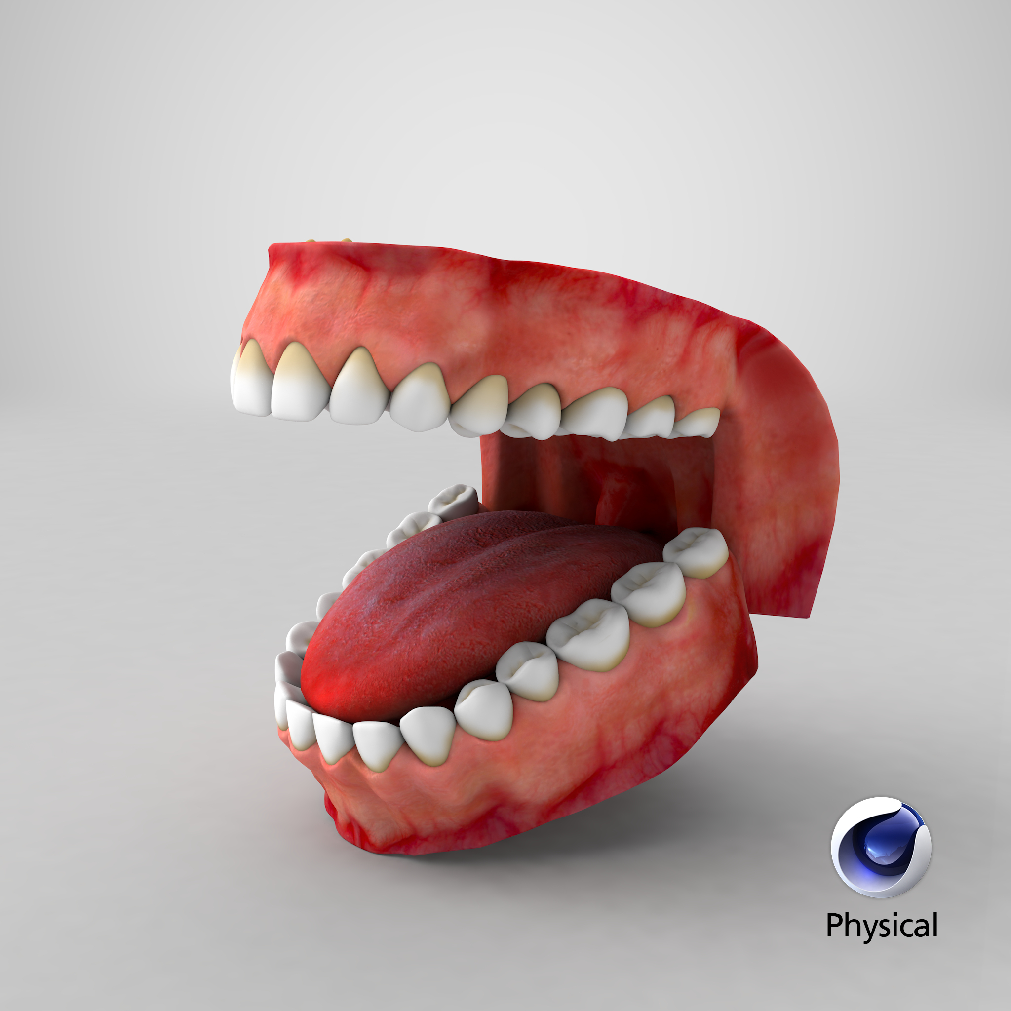 3d teeth gums model