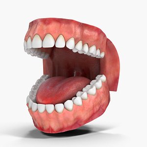teeth gum texture