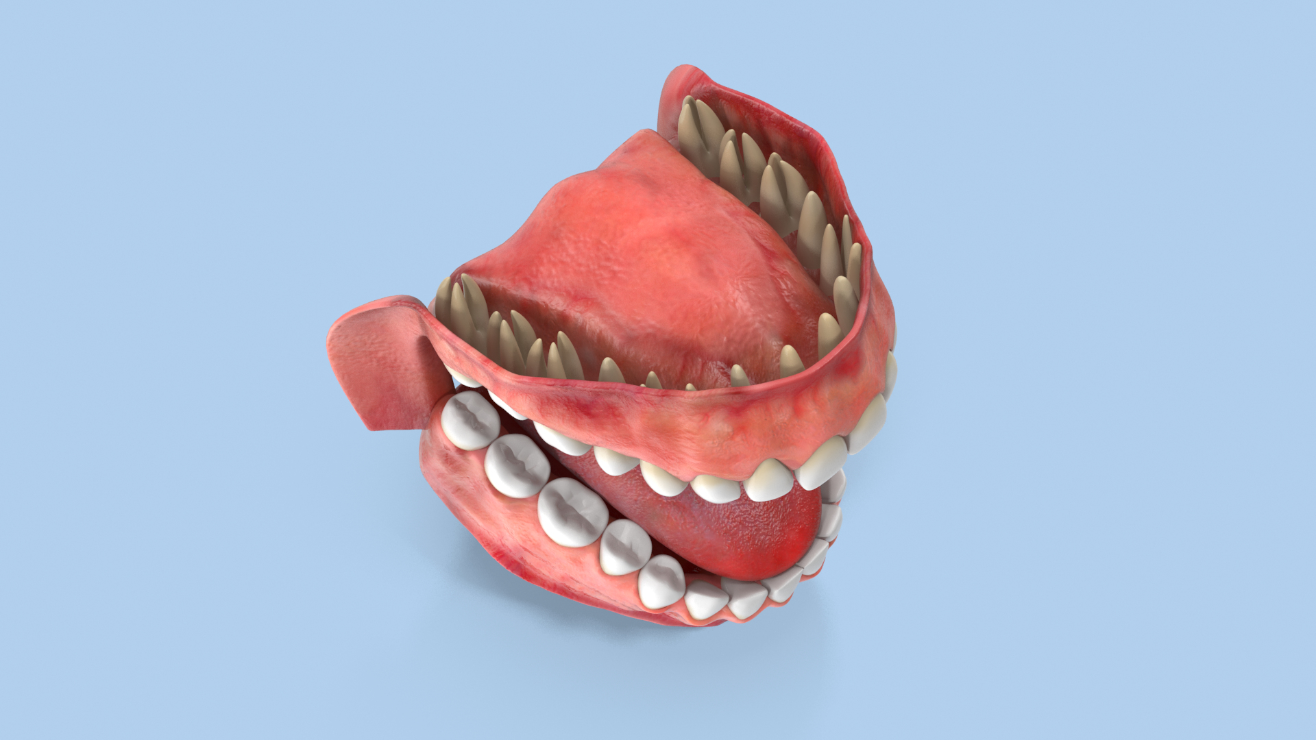 3d teeth gums model