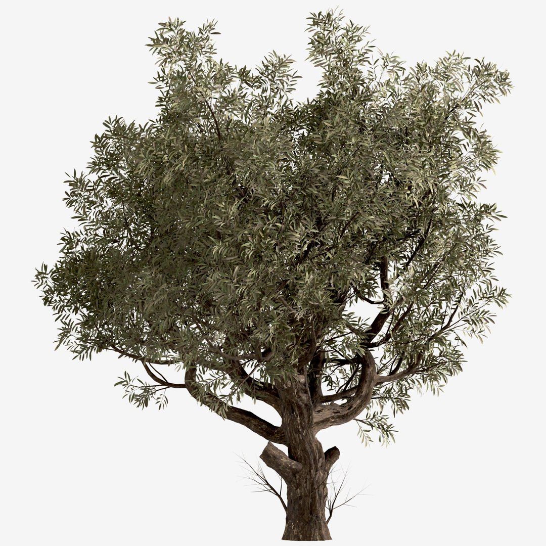 3D Set Of Olive Or Olea Europaea Trees - 2 Trees Model - TurboSquid 1997442