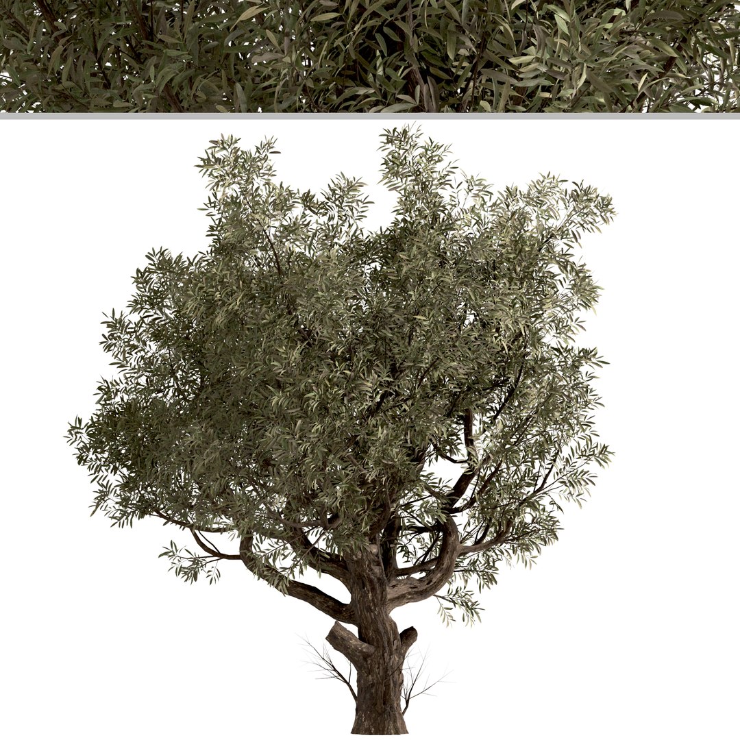 3D Set Of Olive Or Olea Europaea Trees - 2 Trees Model - TurboSquid 1997442