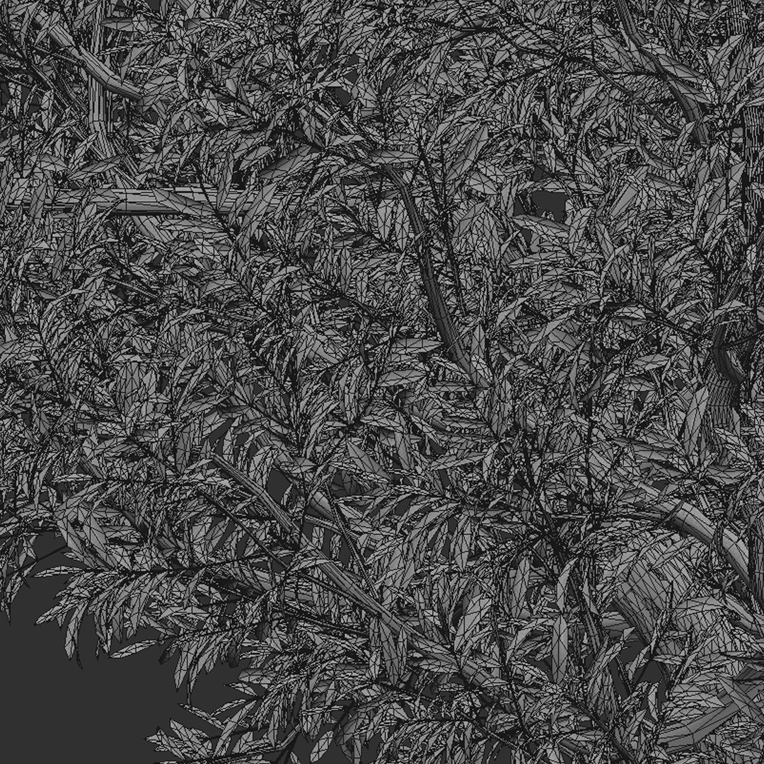 3D Set Of Olive Or Olea Europaea Trees - 2 Trees Model - TurboSquid 1997442