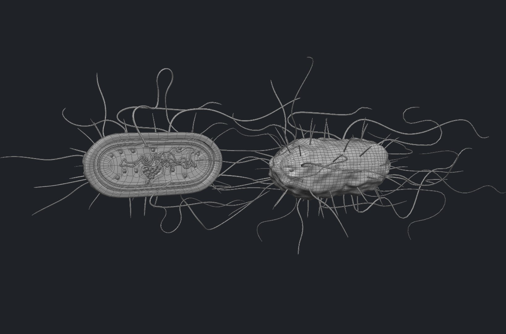 3d Model Salmonella Bacteria Cross Section