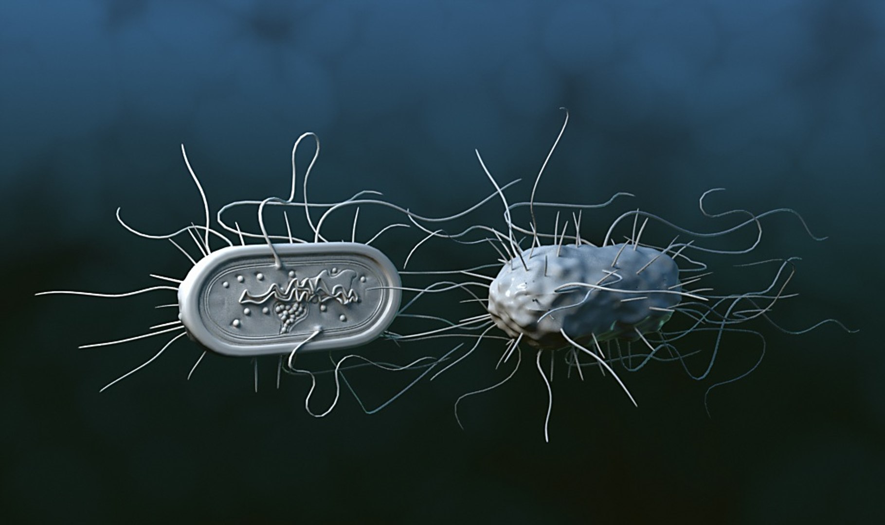3d Model Salmonella Bacteria Cross Section