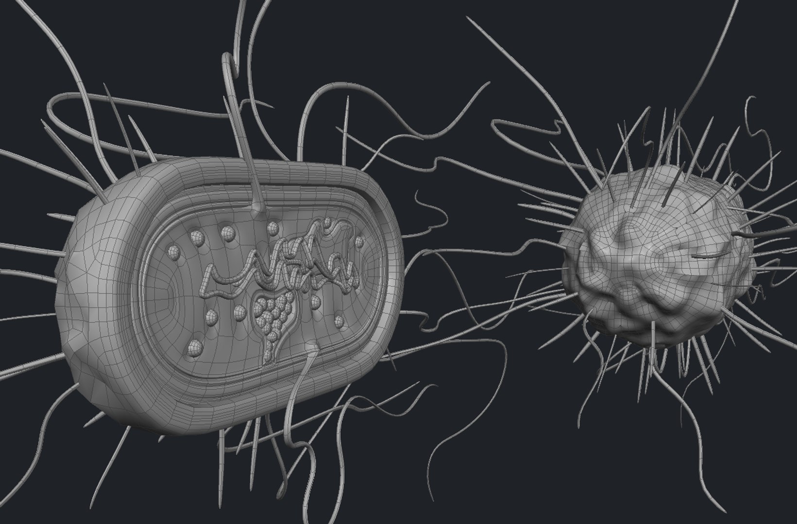 3d Model Salmonella Bacteria Cross Section