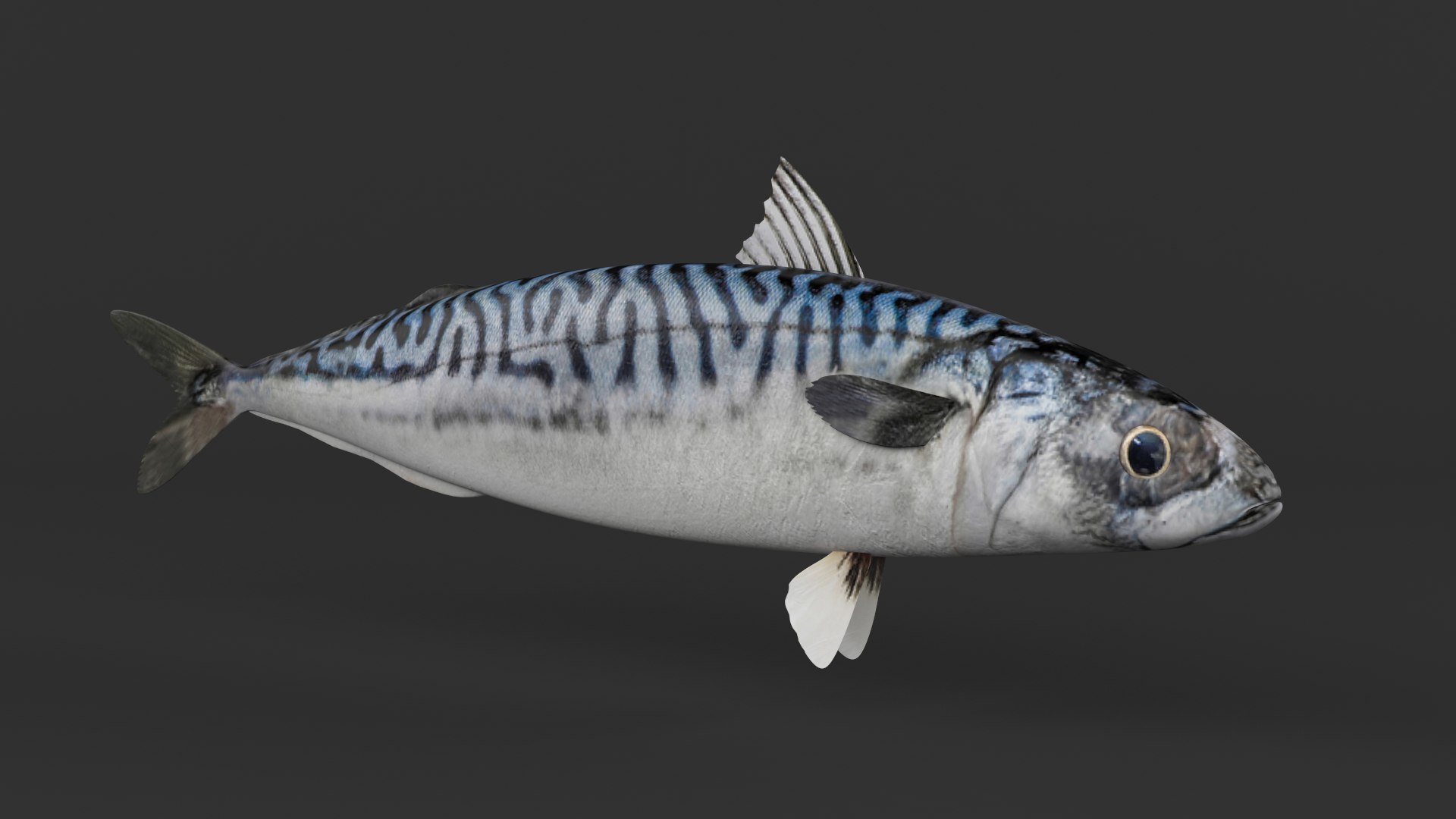 3D Mackerel Fish Model - TurboSquid 1781873