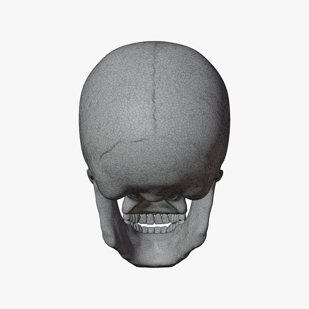 Realistic Human Skull Model - TurboSquid 2065598