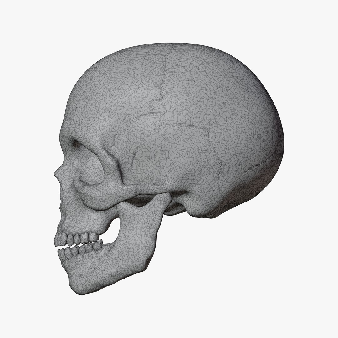 Realistic Human Skull Model - TurboSquid 2065598