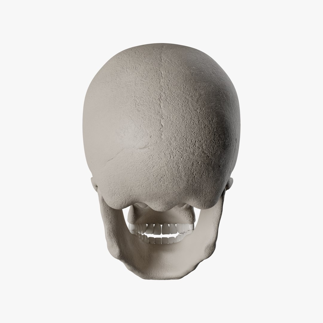 Realistic Human Skull Model - TurboSquid 2065598