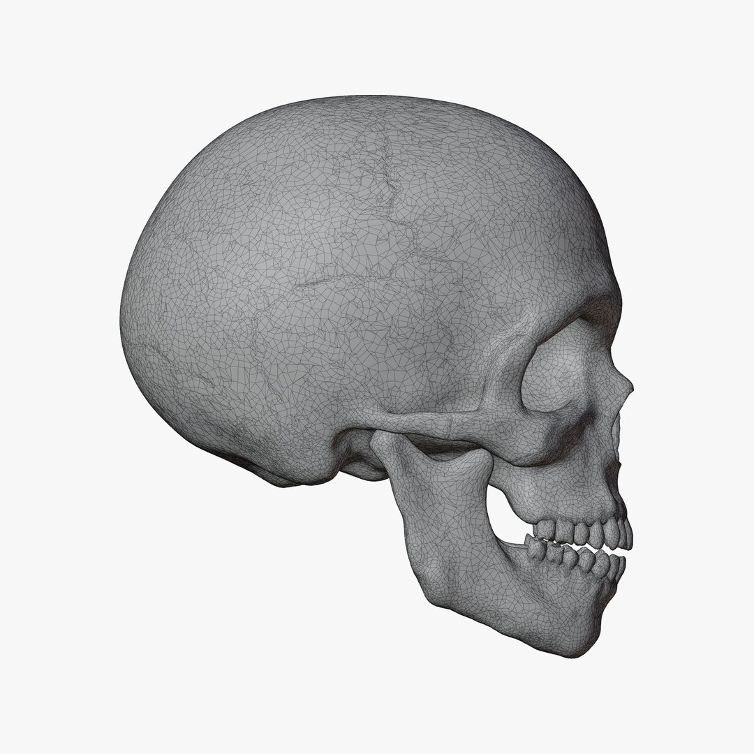 Realistic Human Skull Model - TurboSquid 2065598