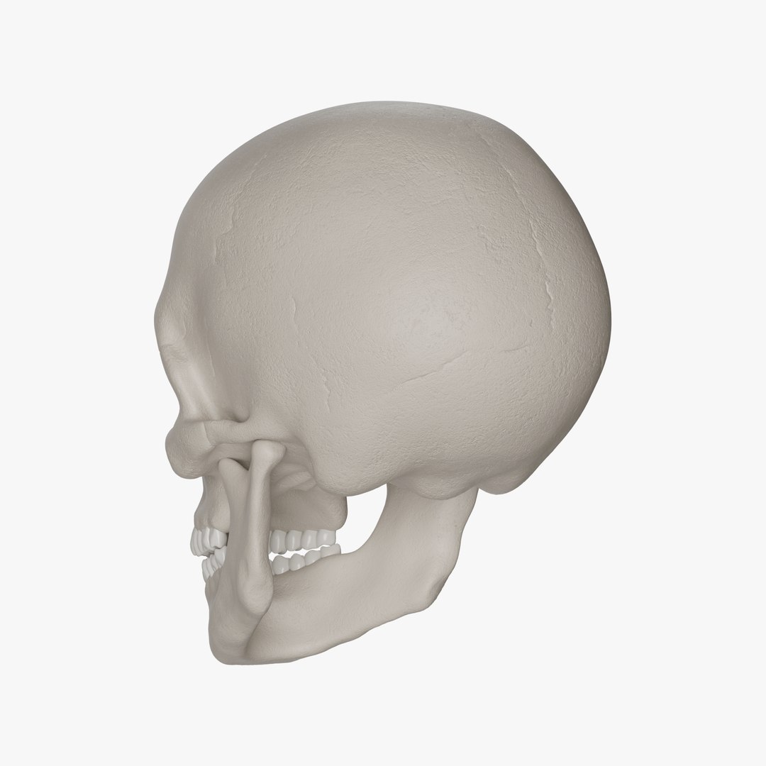 Realistic Human Skull Model - TurboSquid 2065598