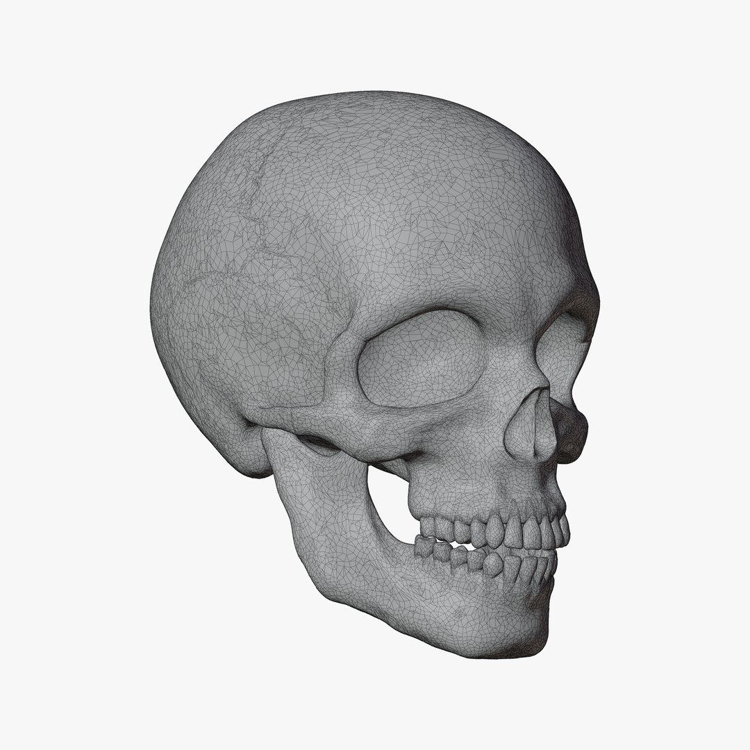 Realistic Human Skull Model - TurboSquid 2065598