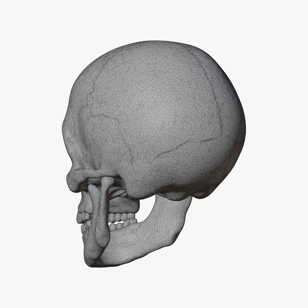 Realistic Human Skull Model - TurboSquid 2065598