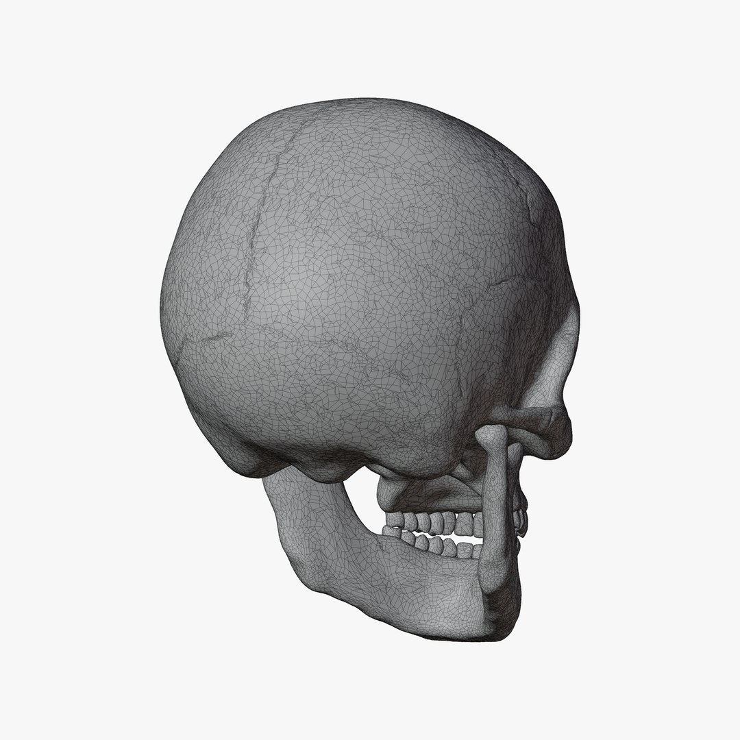 Realistic Human Skull Model - TurboSquid 2065598