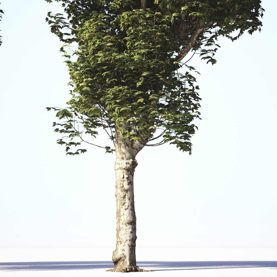 3D Pollarded Plane Trees Model - TurboSquid 1487493