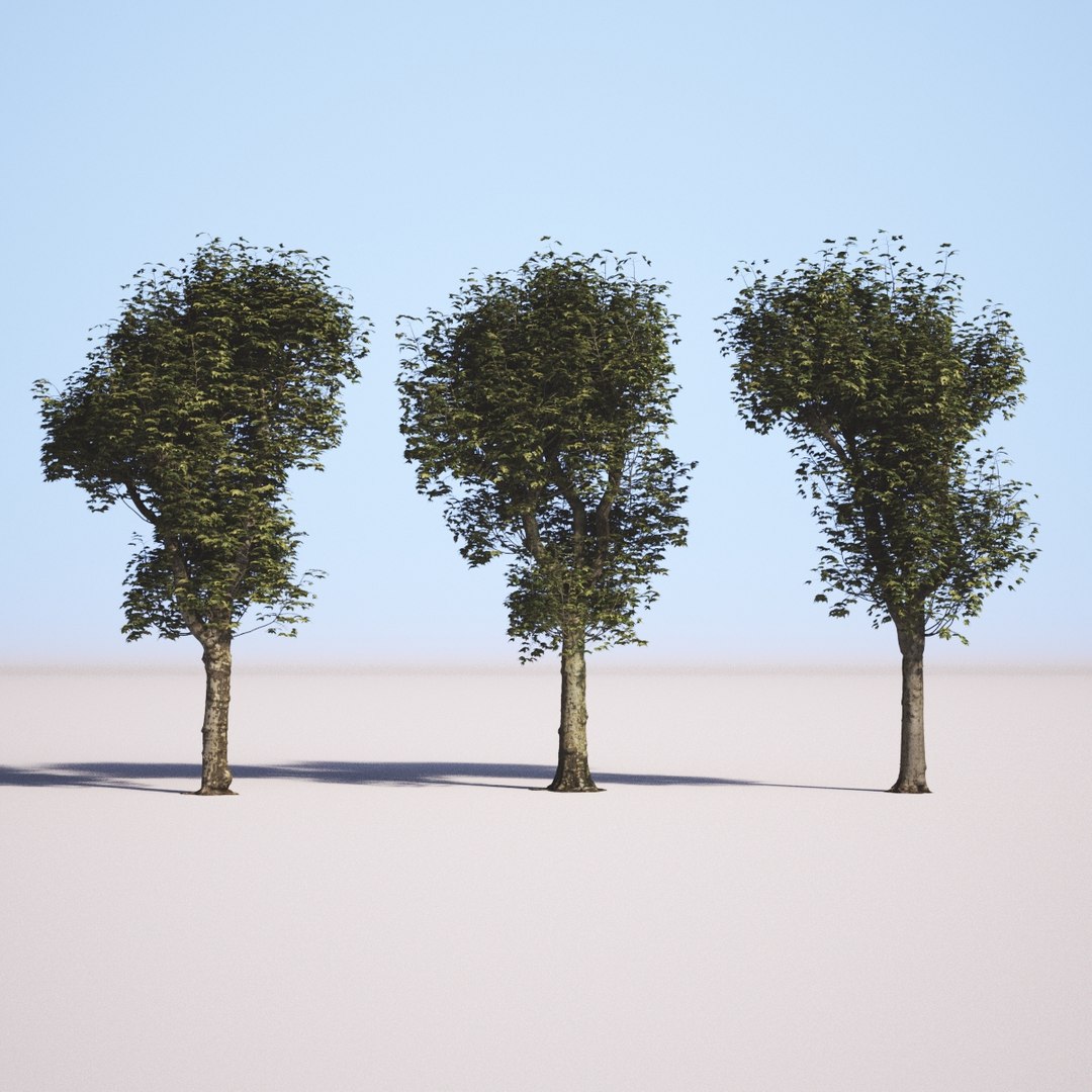 3D Pollarded Plane Trees Model - TurboSquid 1487493