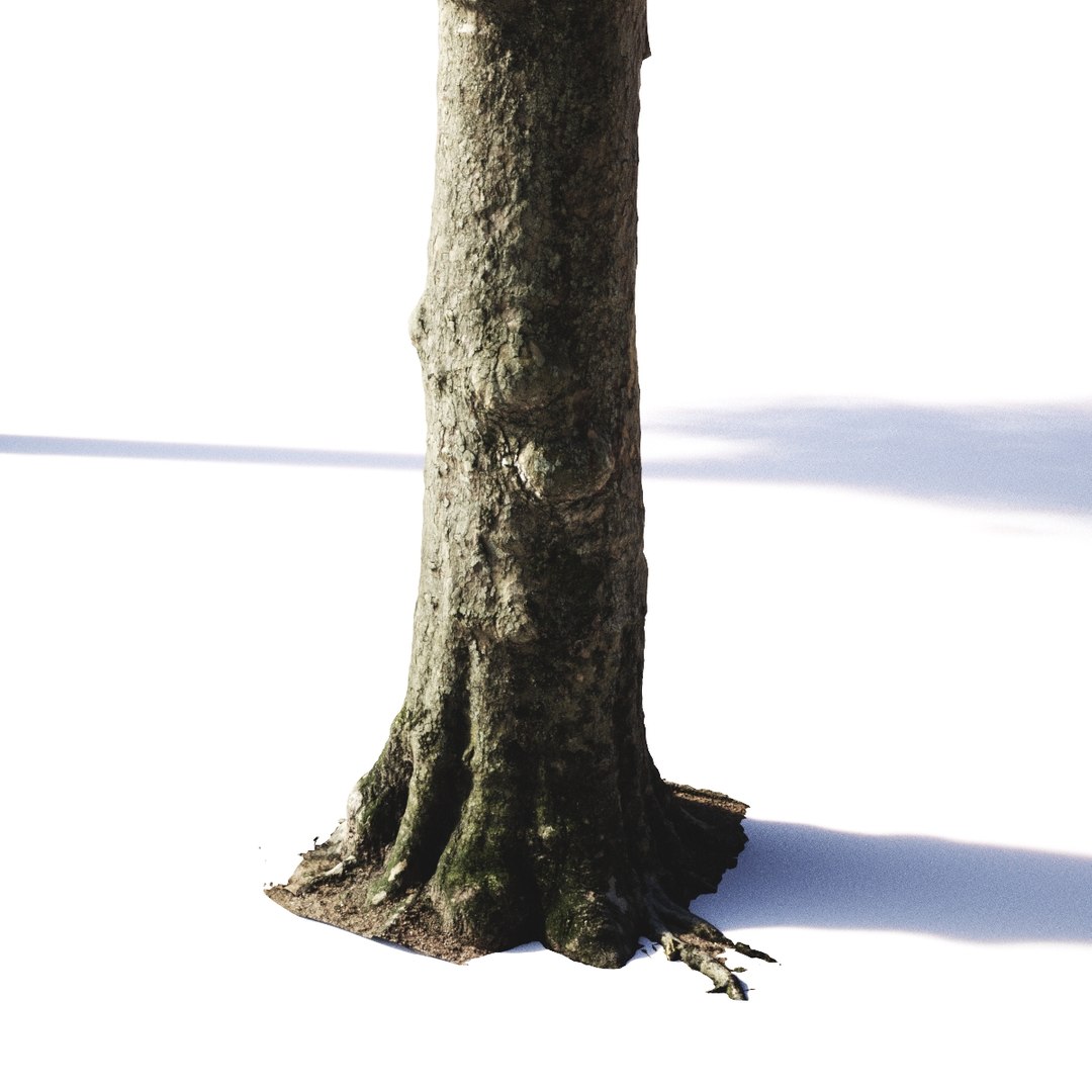 3D Pollarded Plane Trees Model - TurboSquid 1487493