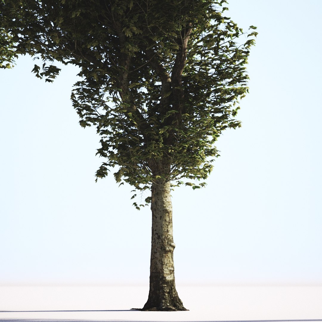 3D Pollarded Plane Trees Model - TurboSquid 1487493
