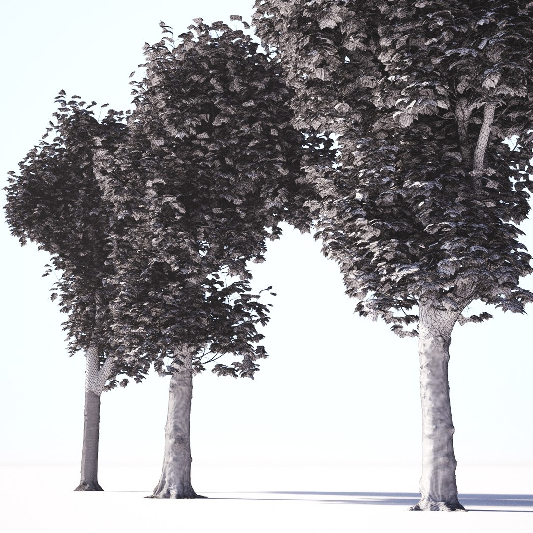 3D Pollarded Plane Trees Model - TurboSquid 1487493