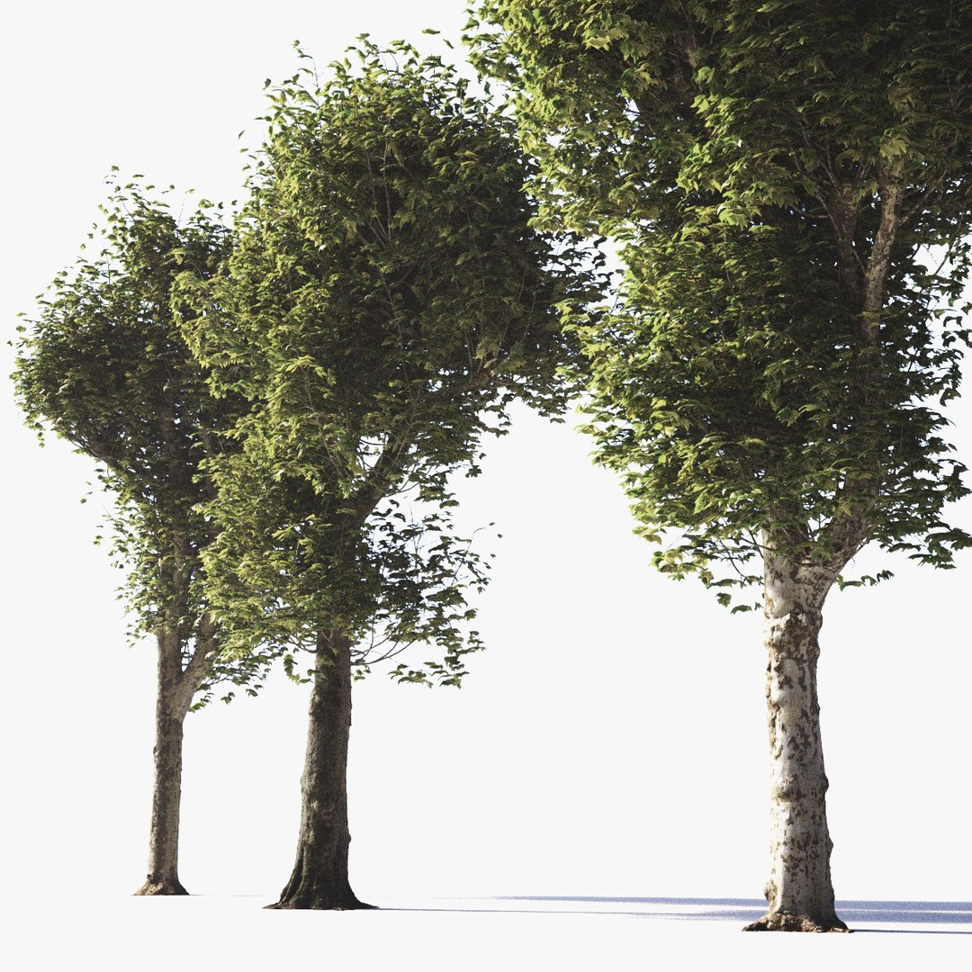 3D Pollarded Plane Trees Model - TurboSquid 1487493