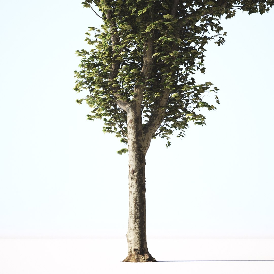 3D Pollarded Plane Trees Model - TurboSquid 1487493