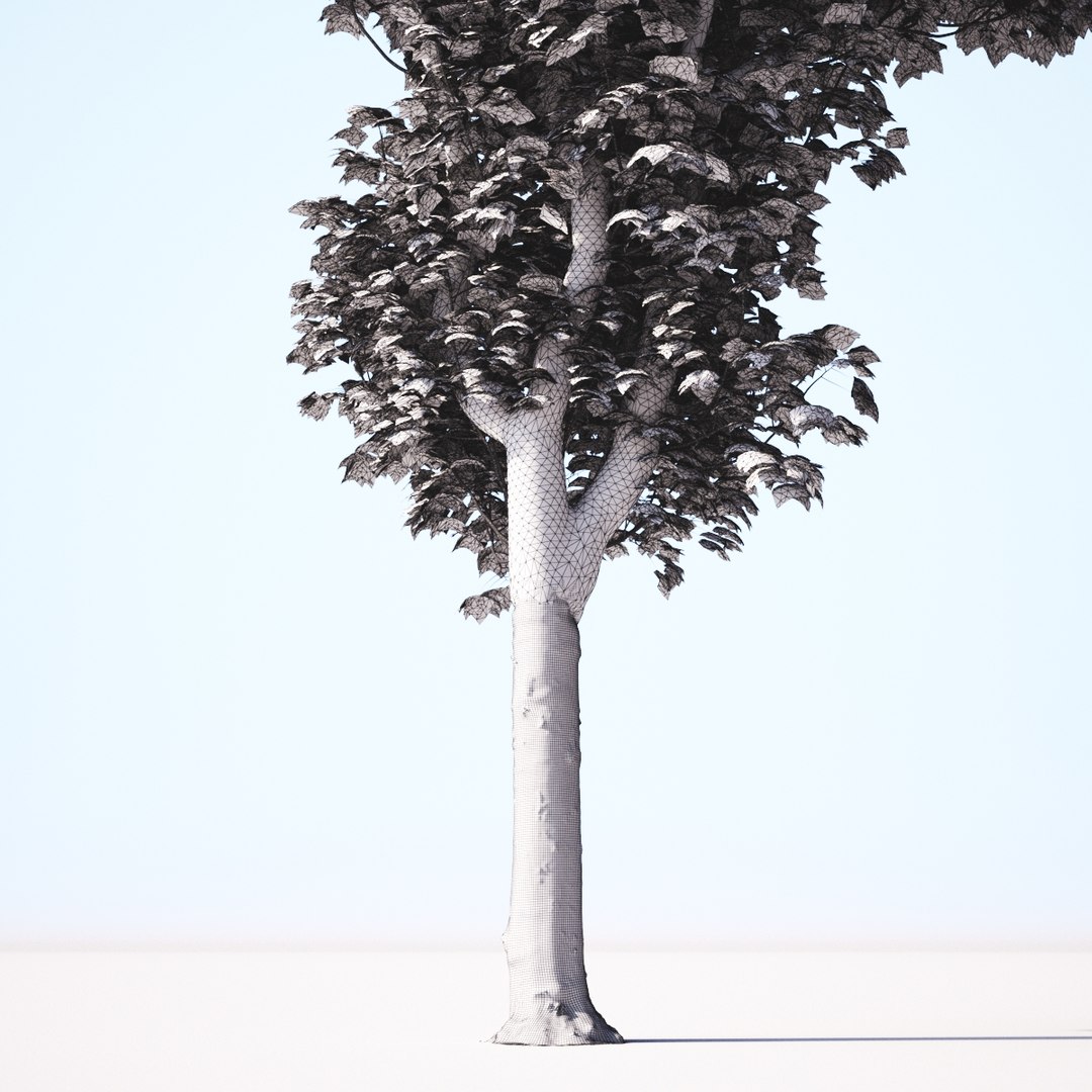 3D Pollarded Plane Trees Model - TurboSquid 1487493