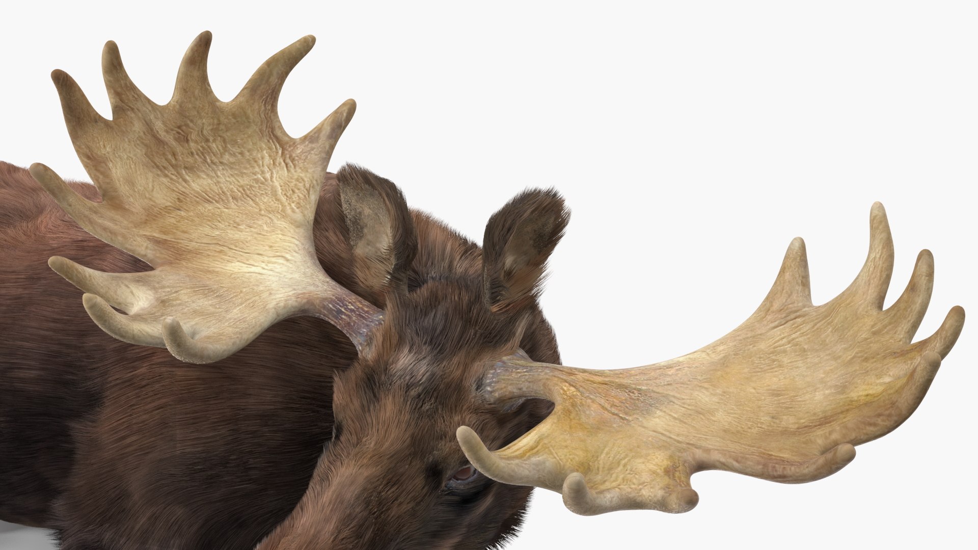 Elk Lying Pose Fur Model - TurboSquid 2088605