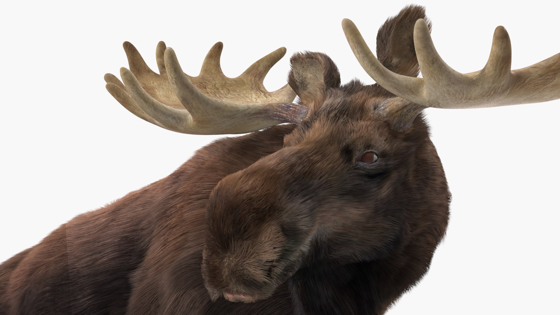 Elk Lying Pose Fur Model - TurboSquid 2088605