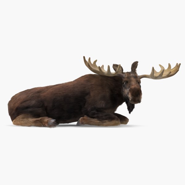 Free 3D Deer Models | TurboSquid