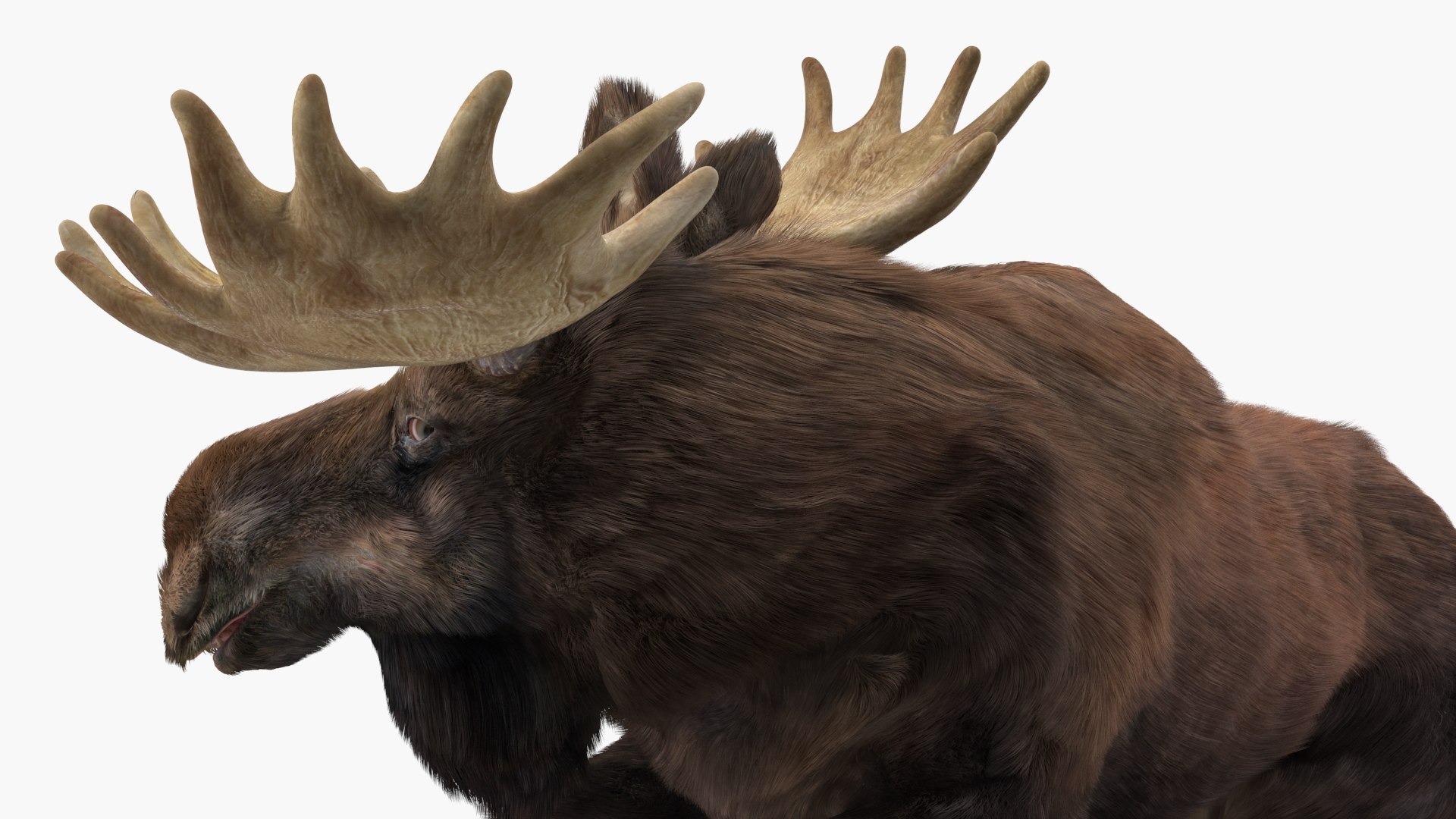 Elk Lying Pose Fur Model - TurboSquid 2088605