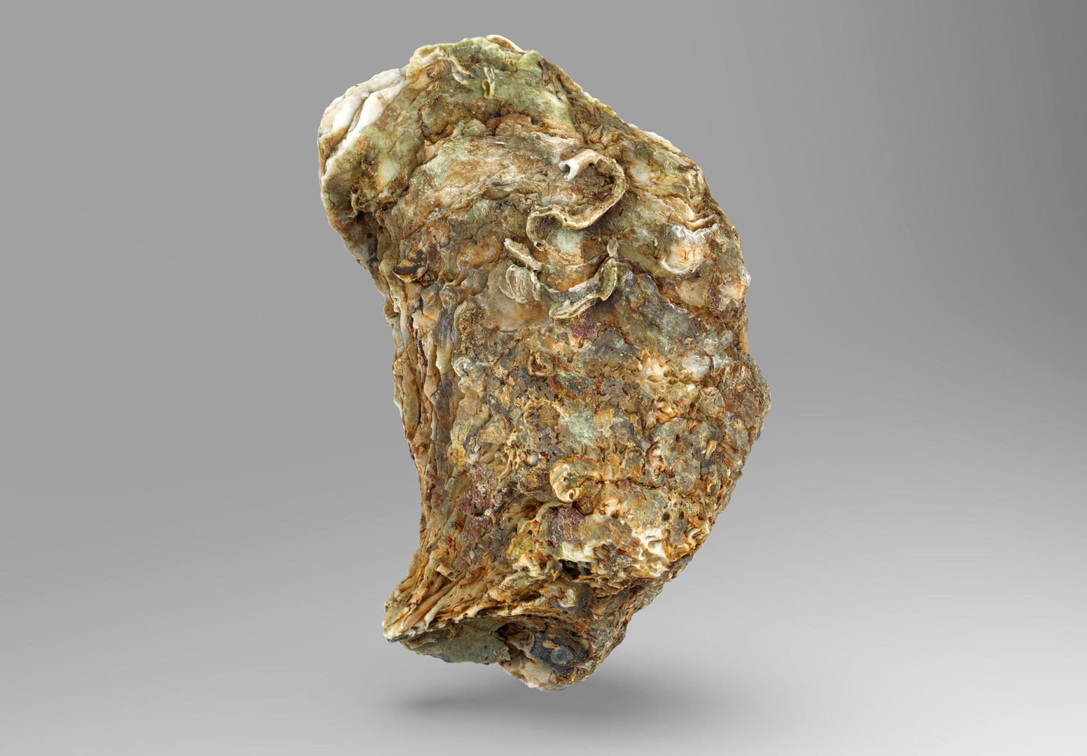 Oyster Collections Set 3D Model - TurboSquid 2048717