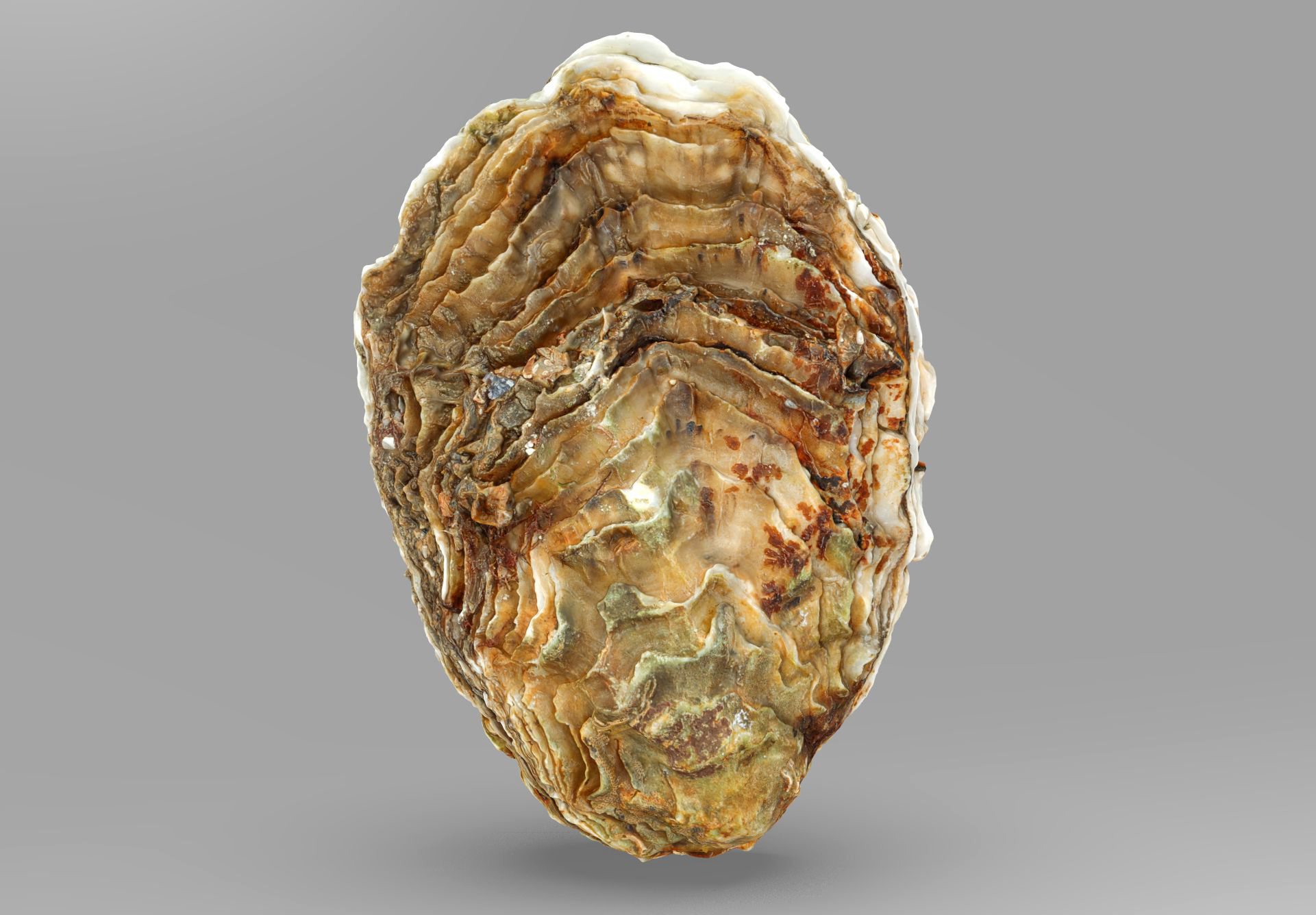 modelo 3d Conjunto de colecciones de ostras. - TurboSquid 2048717