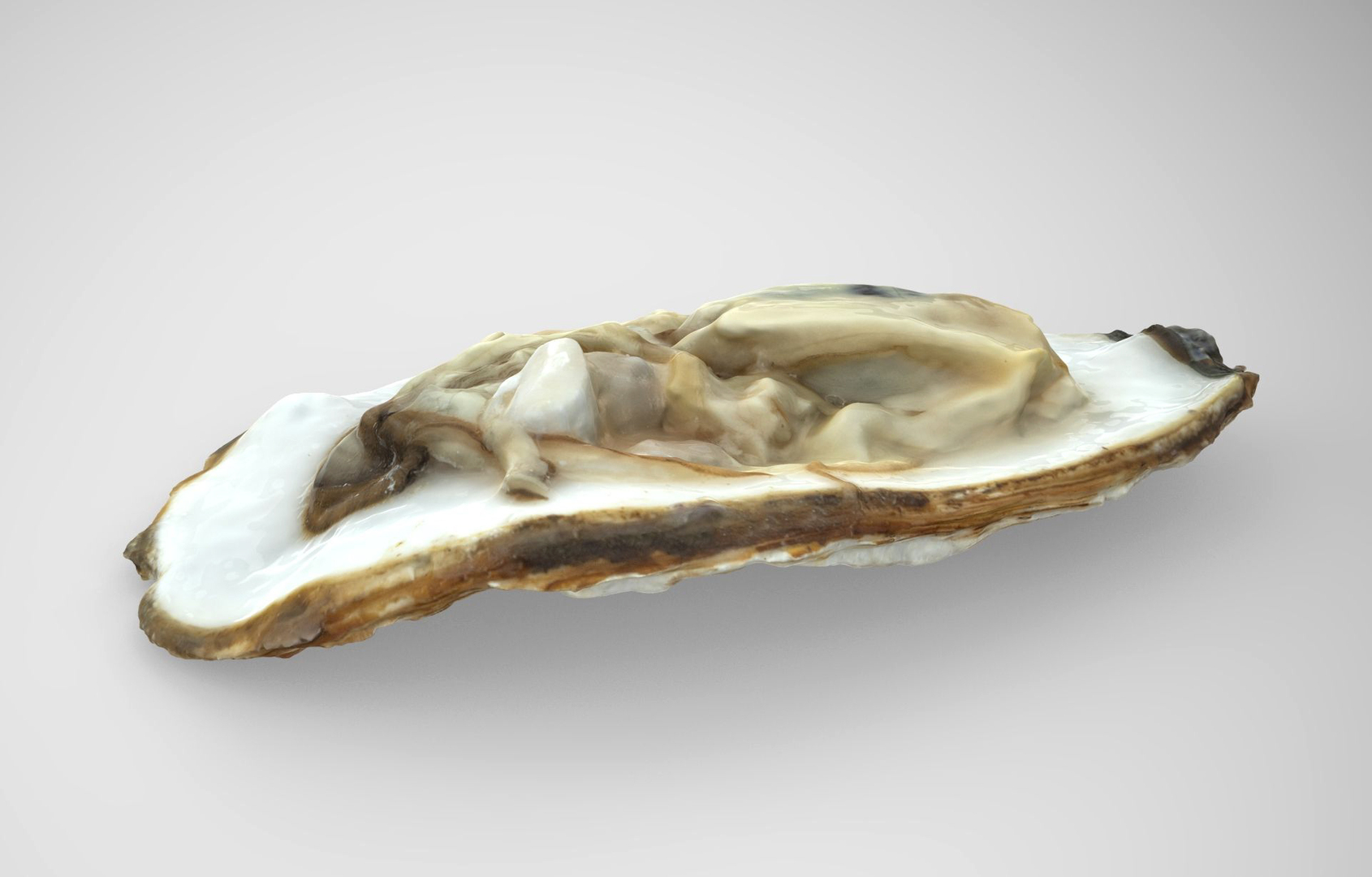 Oyster collections set 3D model - TurboSquid 2048717