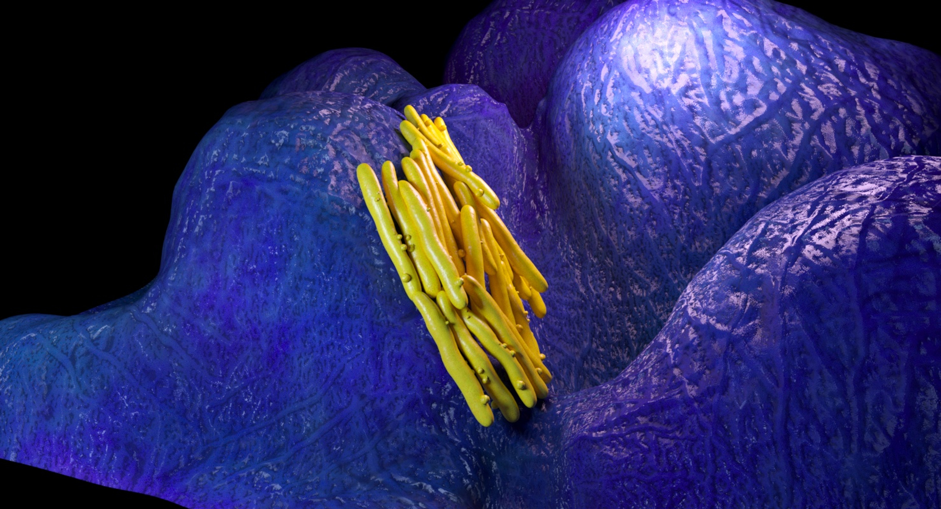 3D Mycobacterium Tuberculosis Model - TurboSquid 1324702