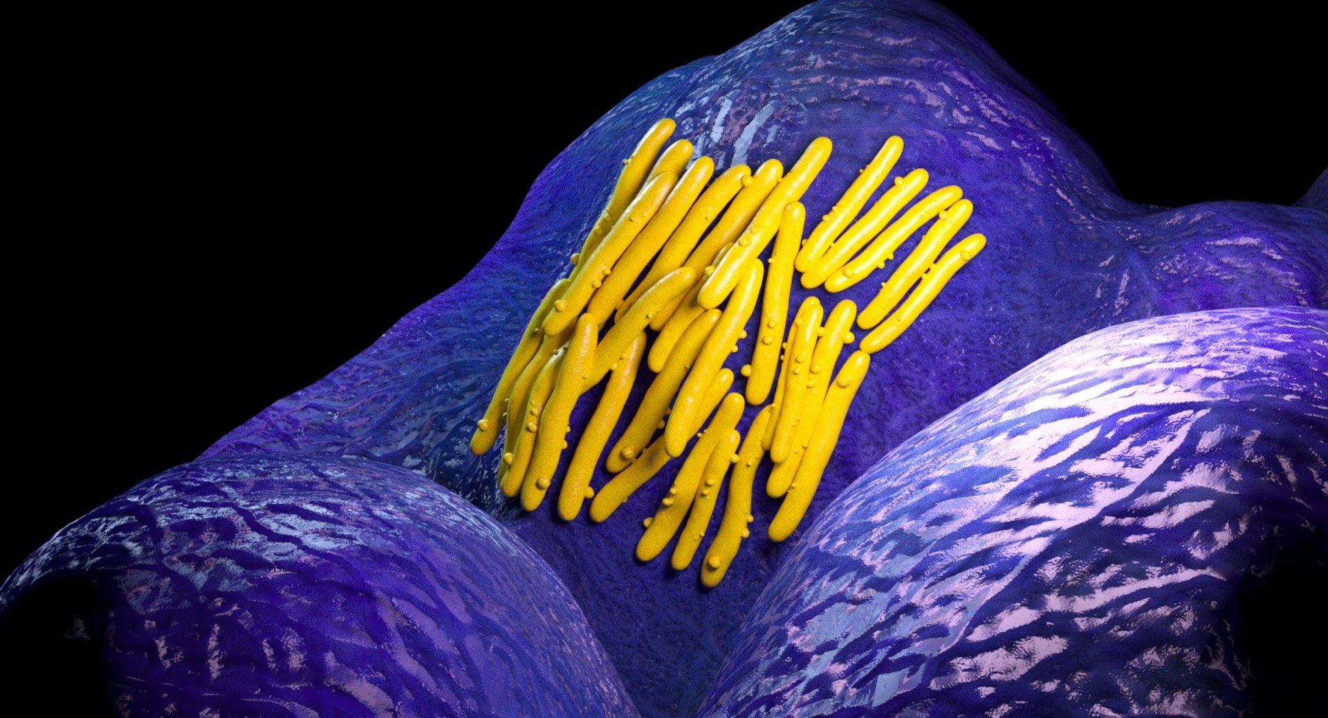 3D Mycobacterium Tuberculosis Model - TurboSquid 1324702