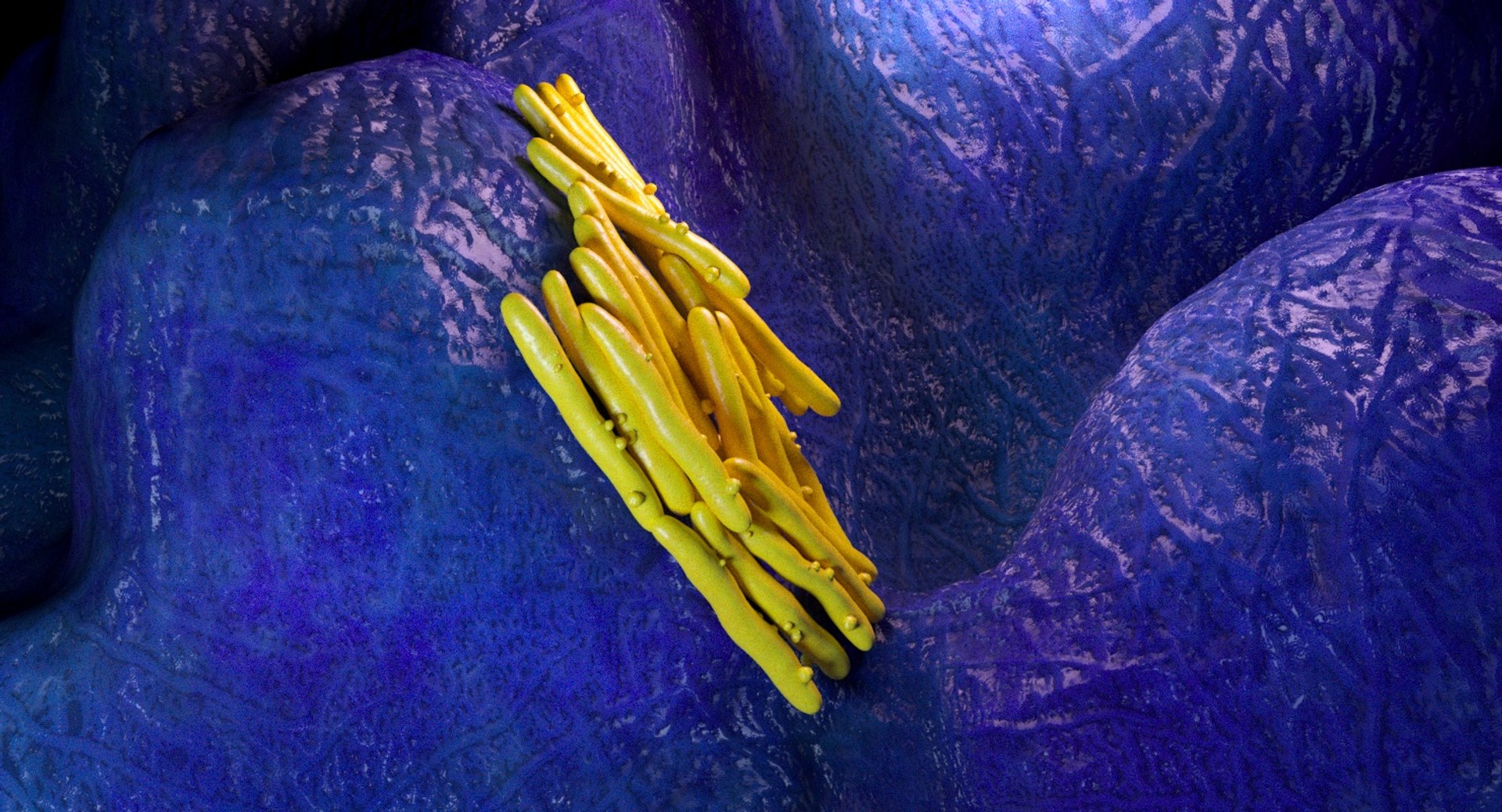 3D Mycobacterium Tuberculosis Model - TurboSquid 1324702