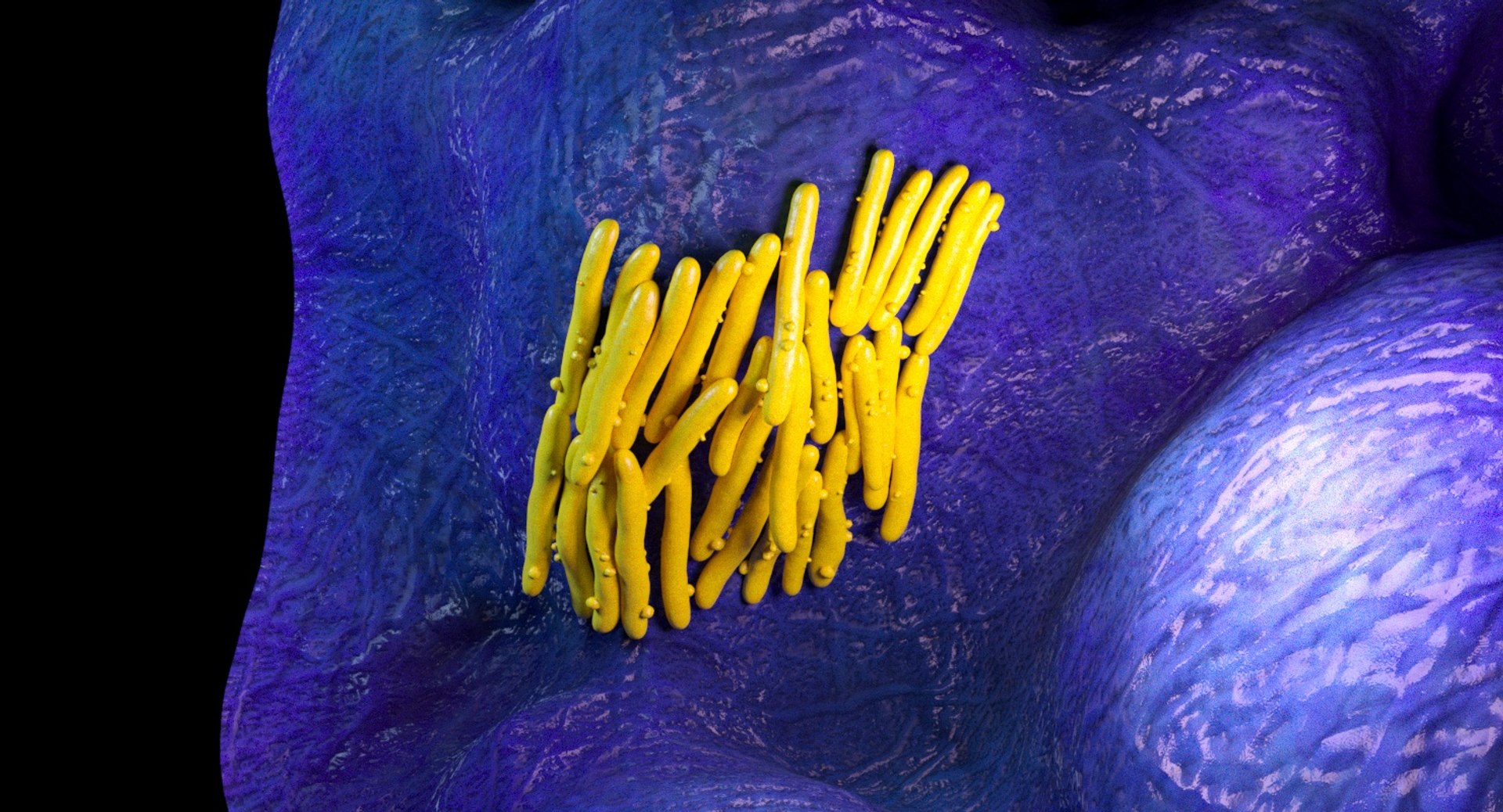 3D Mycobacterium Tuberculosis Model - TurboSquid 1324702