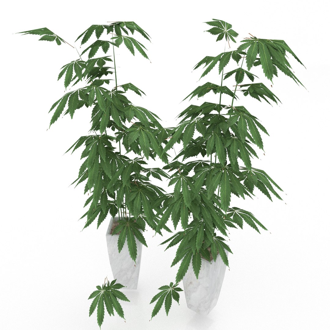 3D Cannabis Plant Model - TurboSquid 1552876