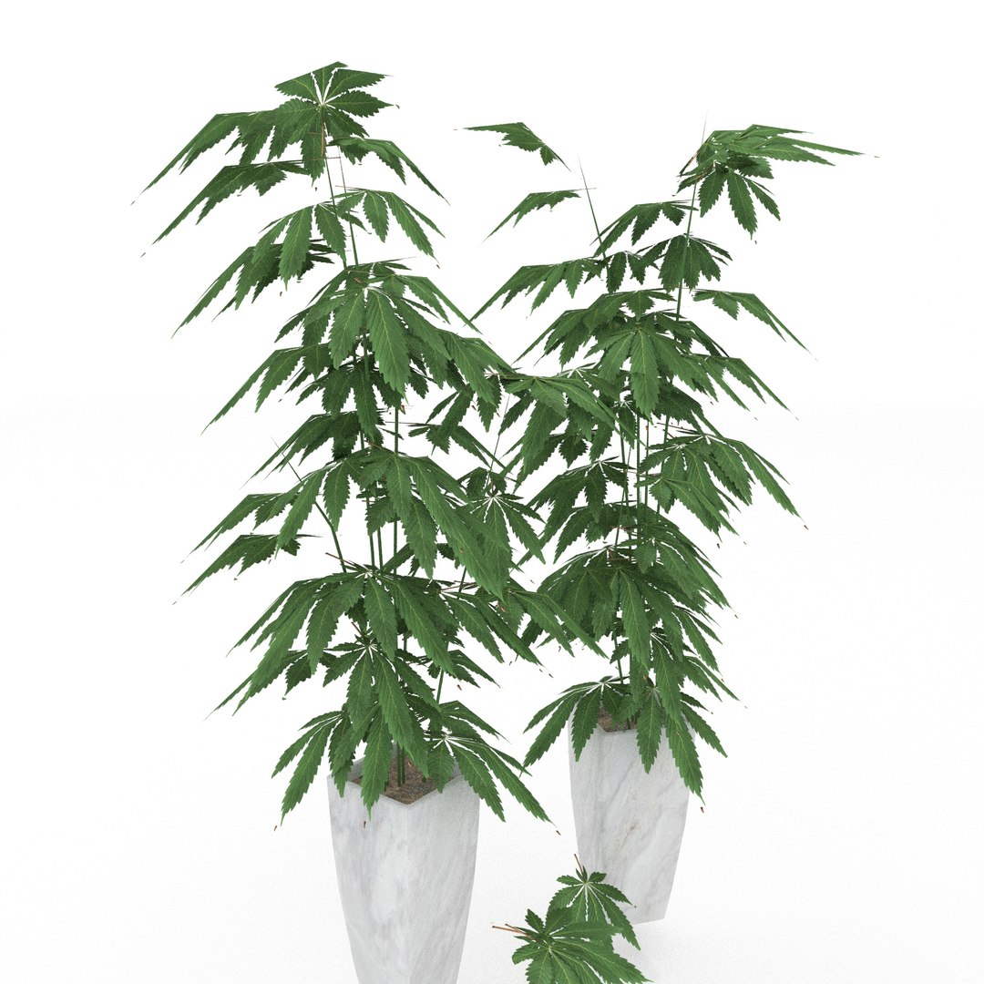 3D Cannabis Plant Model - TurboSquid 1552876