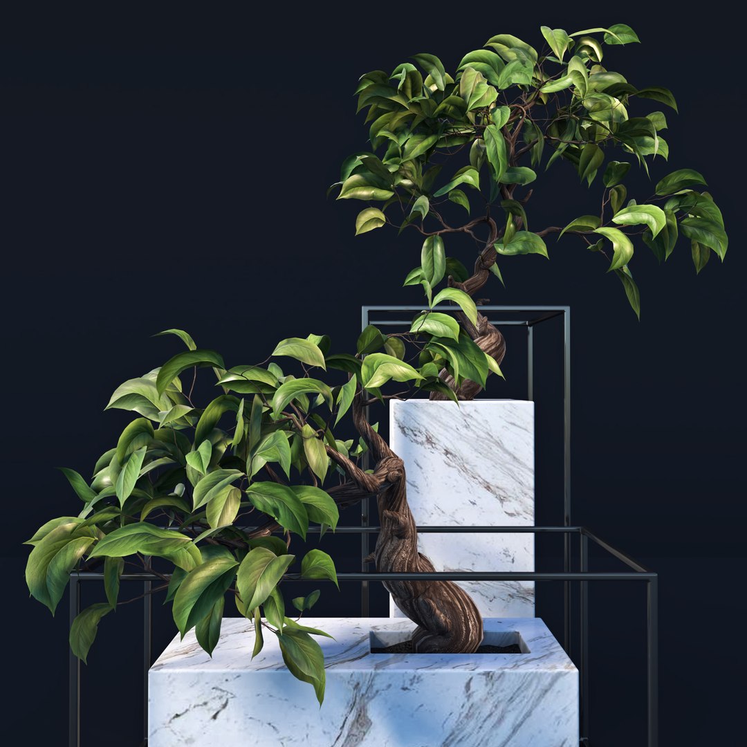3d bonsai trees