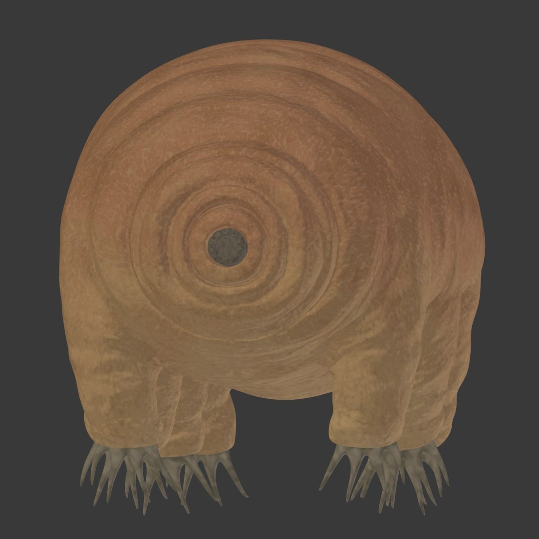 Microscopic bear 3D model - TurboSquid 1421042