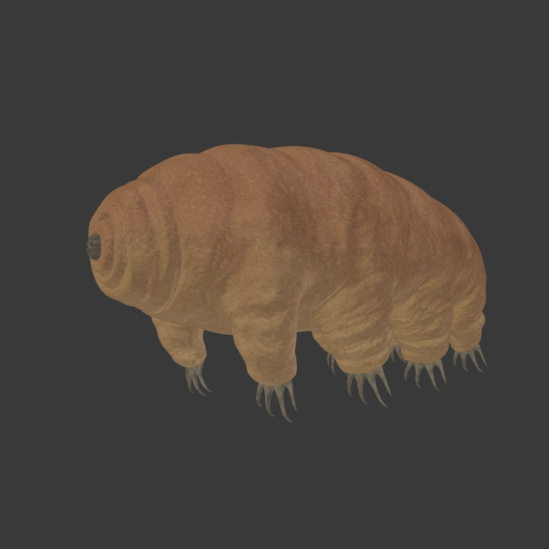 Microscopic bear 3D model - TurboSquid 1421042