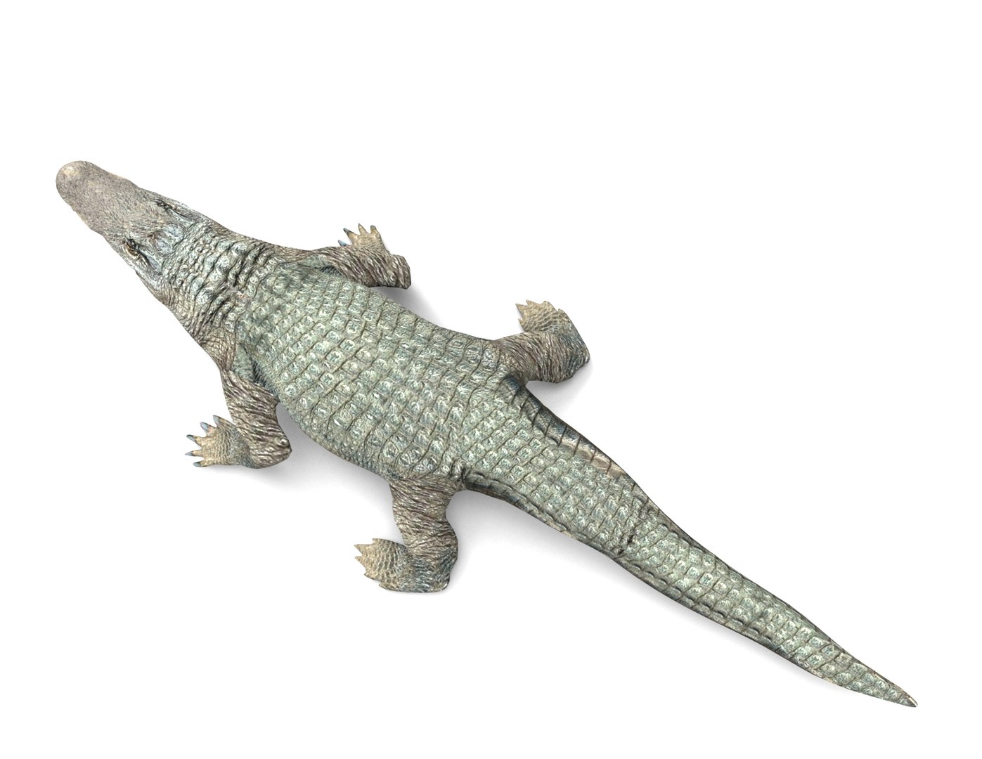 3D Crocodile Ready - TurboSquid 1231571